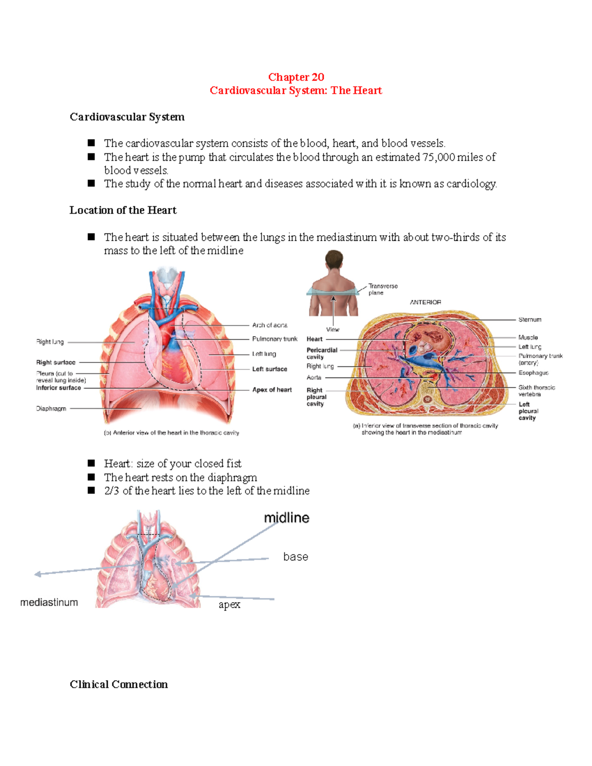 Anatomy(II) Midterm-#1 - Chapter 20 Cardiovascular System: The Heart ...