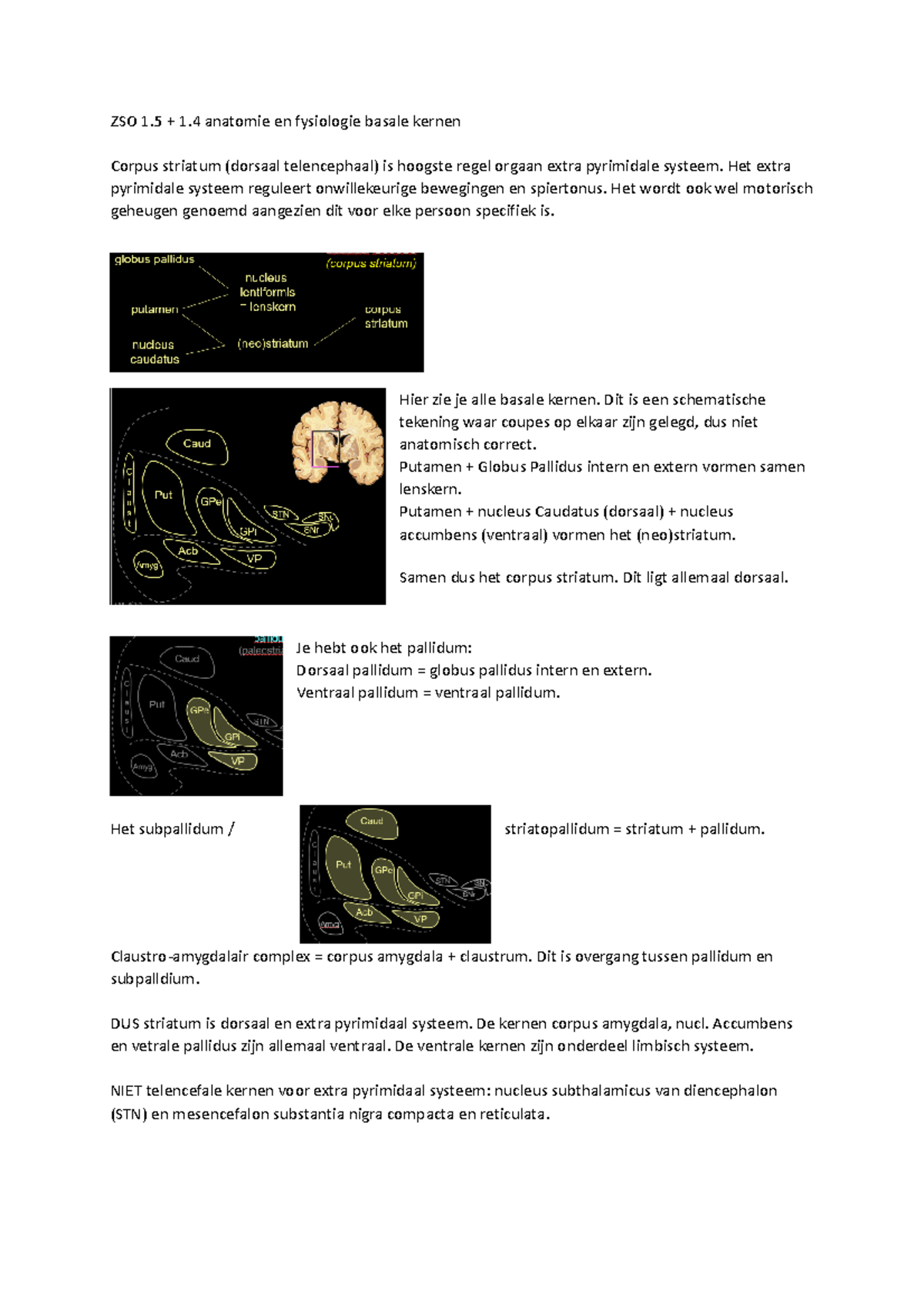 ZSO 1.4 + 1.5 anatomie en fysiologie basale kernen - ZSO 1 + 1 anatomie ...