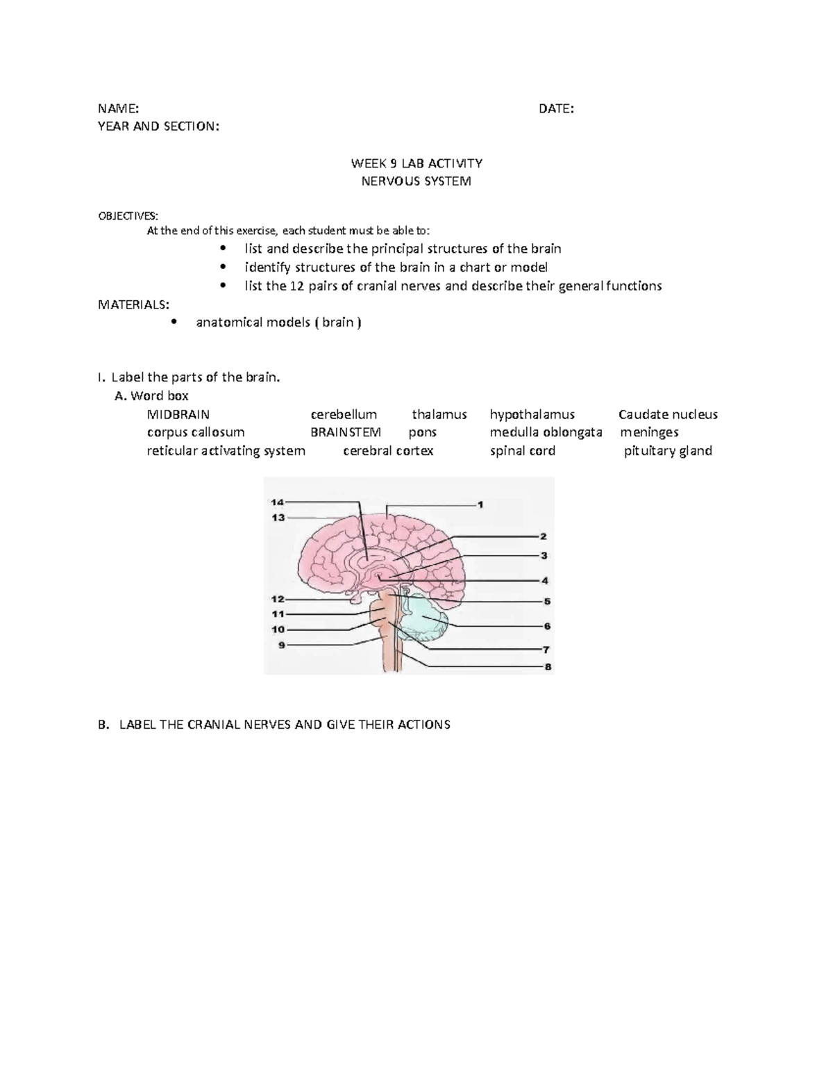 WEEK 13 LAB Activity Nervous System - NAME: DATE: YEAR AND SECTION ...