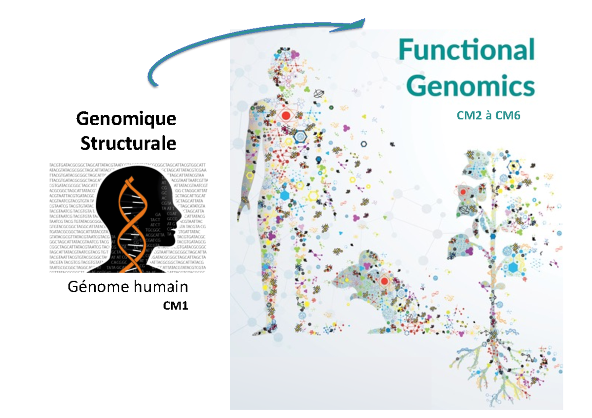 CM2 comics - cours - Genomique Structurale Génome humain CM CM2 à CM ...