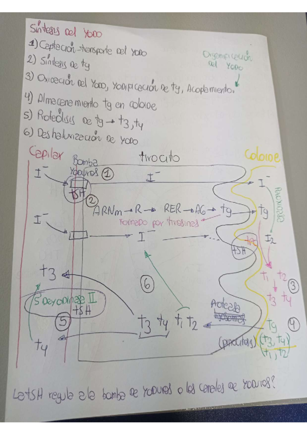 Sintesis del Yodo - Sinteres Del YODO 1) Del YODO Organificecion 2 ...
