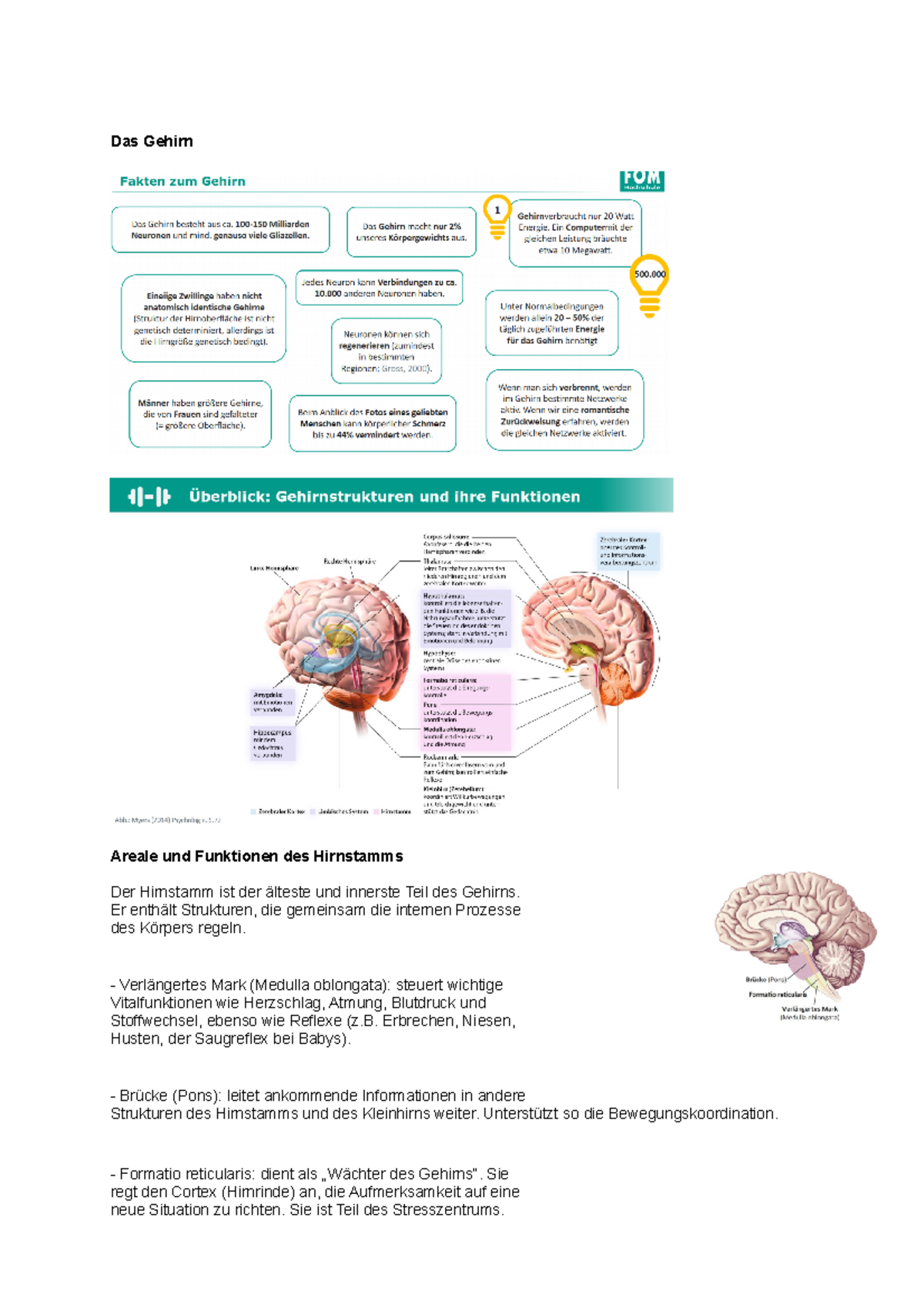 Gehirn - Wintersemester - Das Gehirn Areale und Funktionen des ...