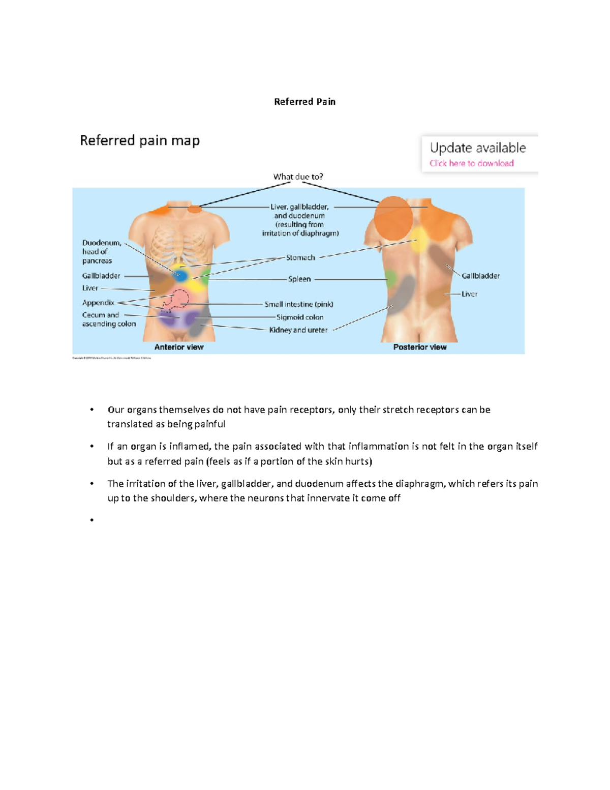 Abdomen- Referred Pain - Referred Pain Our organs themselves do not ...