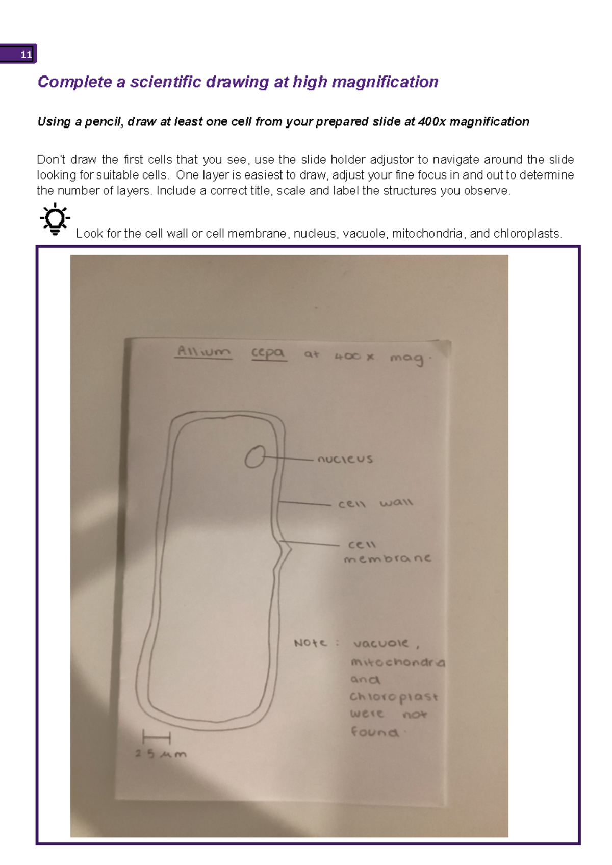 Allium cepa. scientific drawing - 11 Complete a scientific drawing at ...