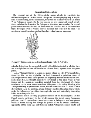 Families Of Epicaridæ - BOPYRIDÆ, parasites in the branchial cavity of ...