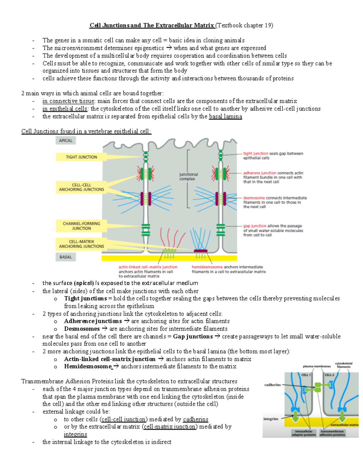 Cell Junctions notes - Warning: TT: undefined function: 32 Cell ...