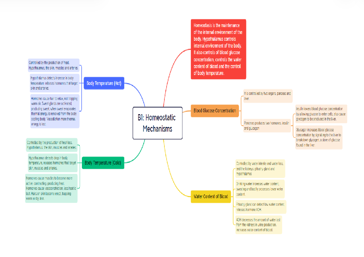 B1 Homeostatic Mechanisms Mindmap - Studocu