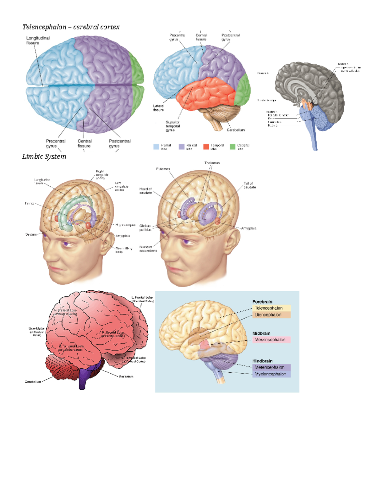 Exam 1 - diagrams and photos - psyc215 - Telencephalon – cerebral ...
