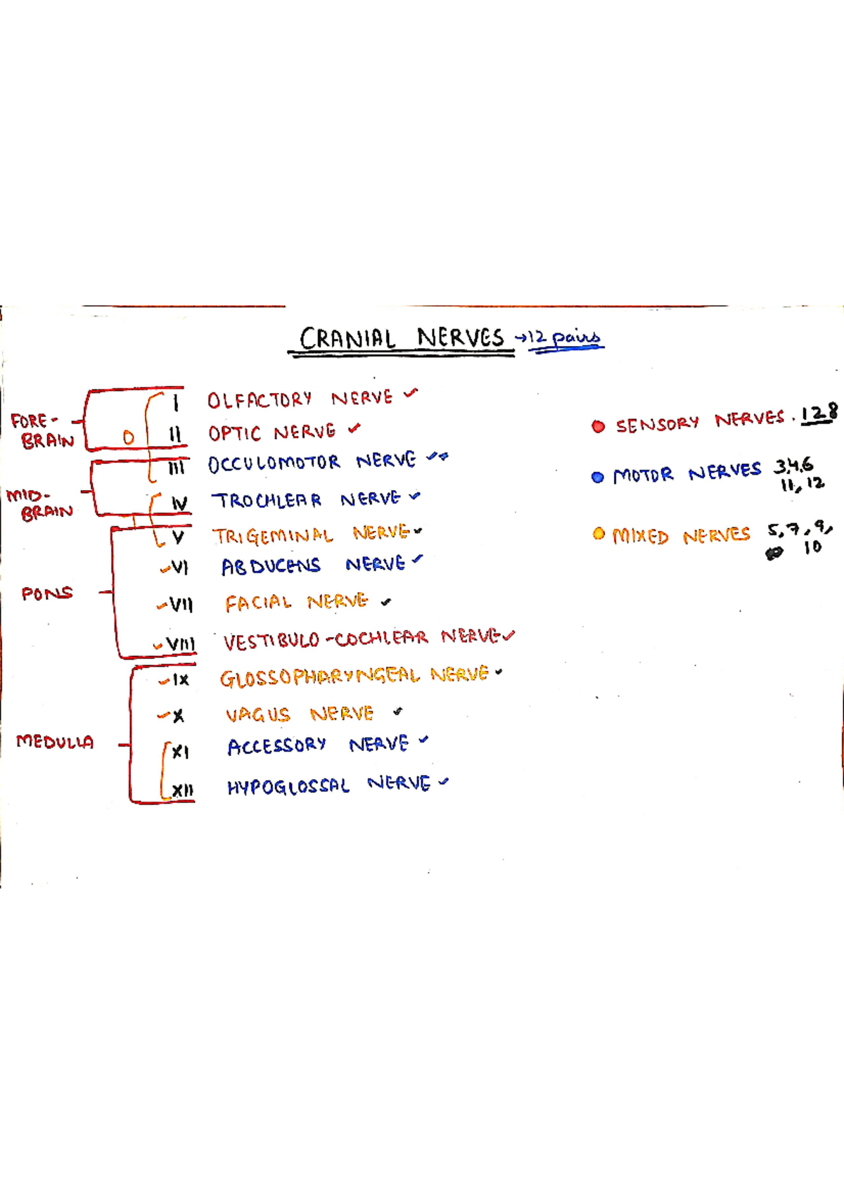 Cranial Nerves Nuclei - Important topic in first year bds anatomy ...