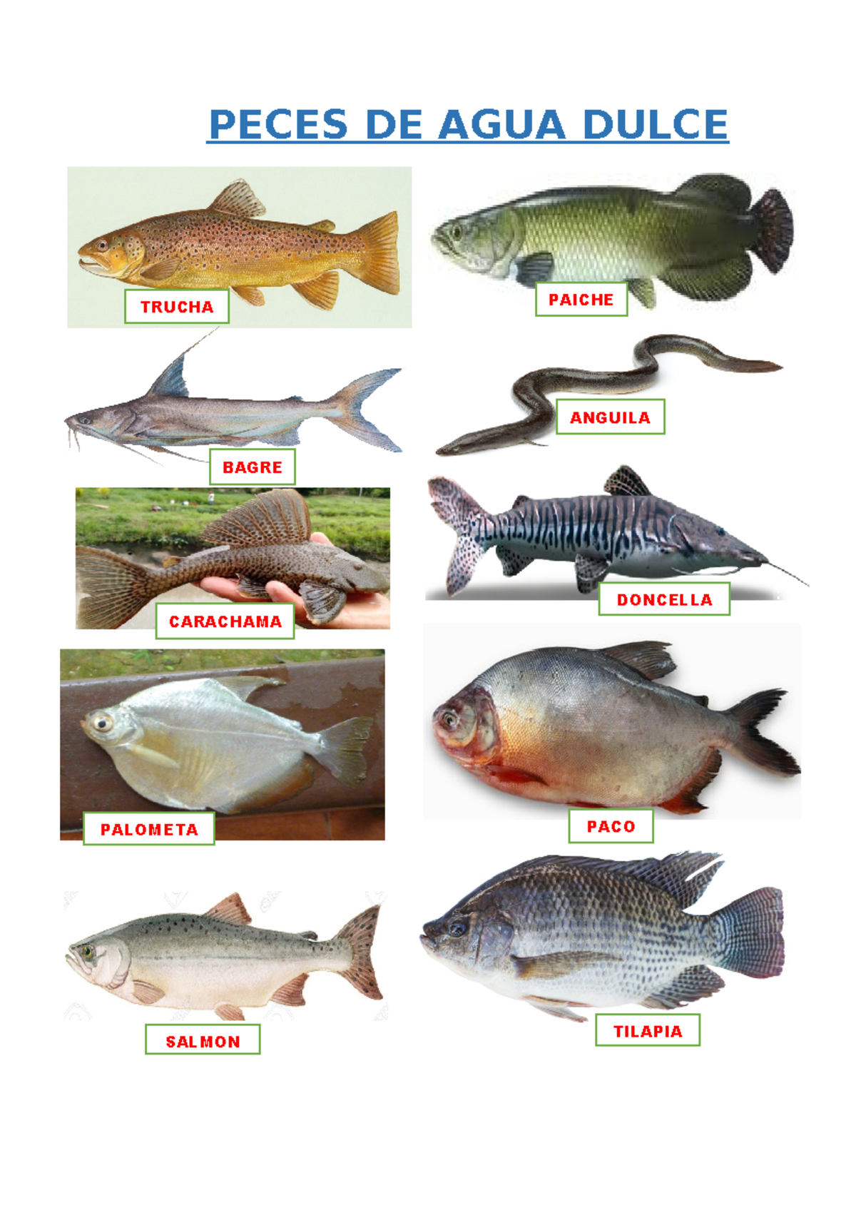 Peces DE AGUA Dulce - medio ambiente - PECES DE AGUA DULCE FREF TRUCHA ...