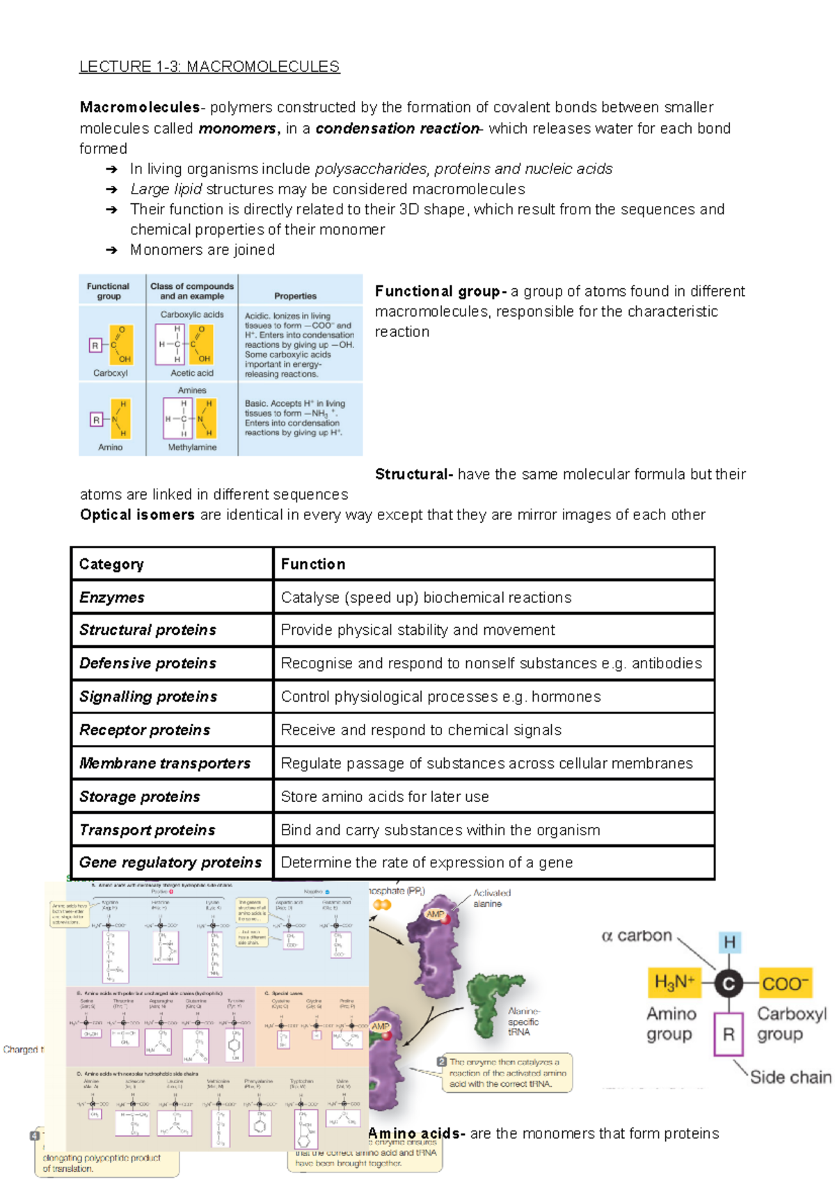 Molecules TO Cells - Lecture notes 1-17 - LECTURE 1-3: MACROMOLECULES ...