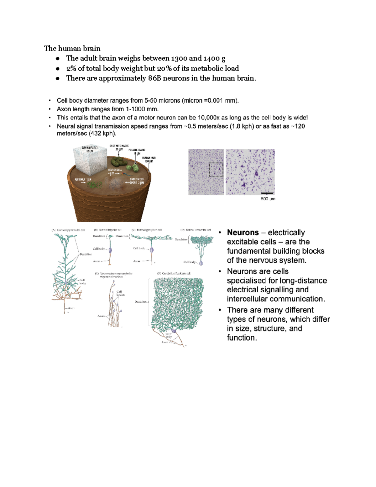 Neuroanatomy - The human brain The adult brain weighs between 1300 and ...