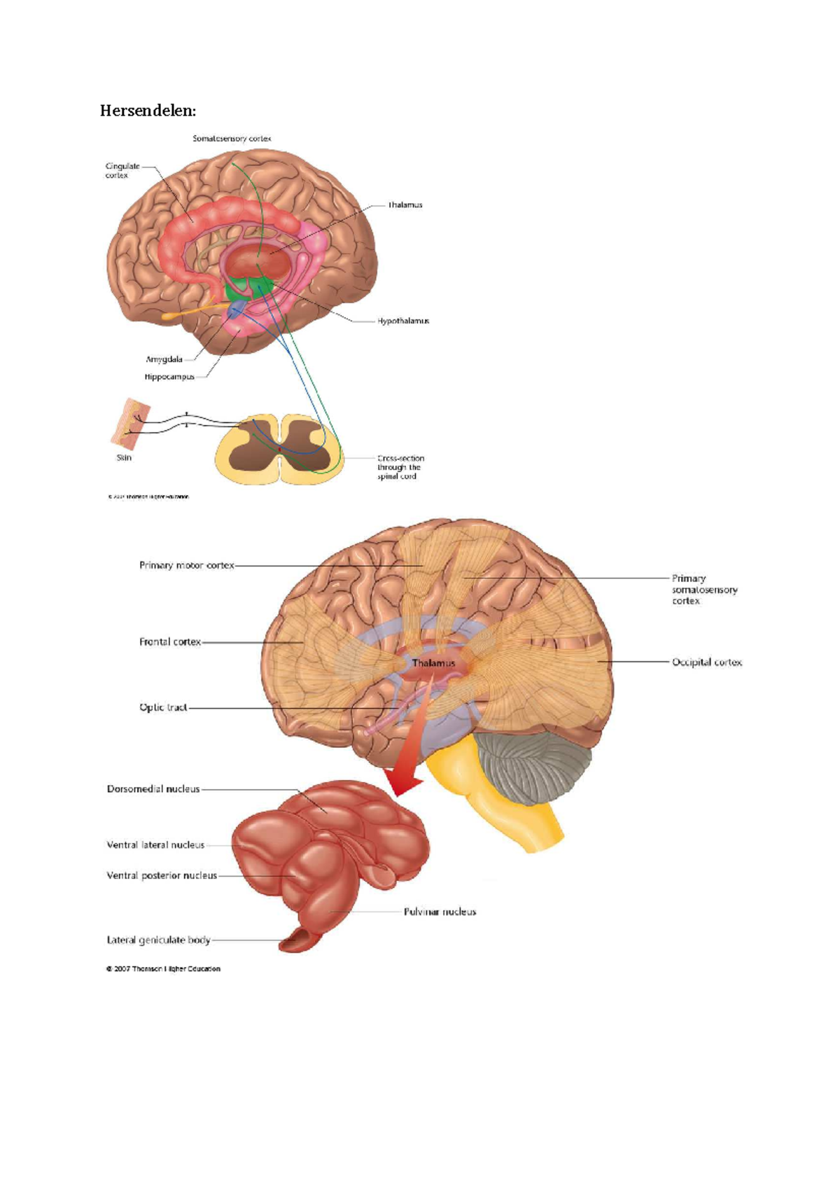 Overzicht van de hersenen - Hersendelen: Hypofyse(pituigary gland ...