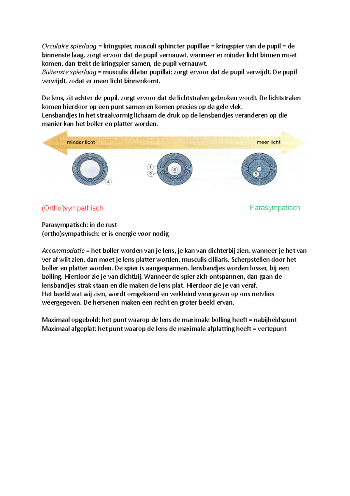 samenvatting over oog - Circulaire spierlaag = kringspier, musculi ...