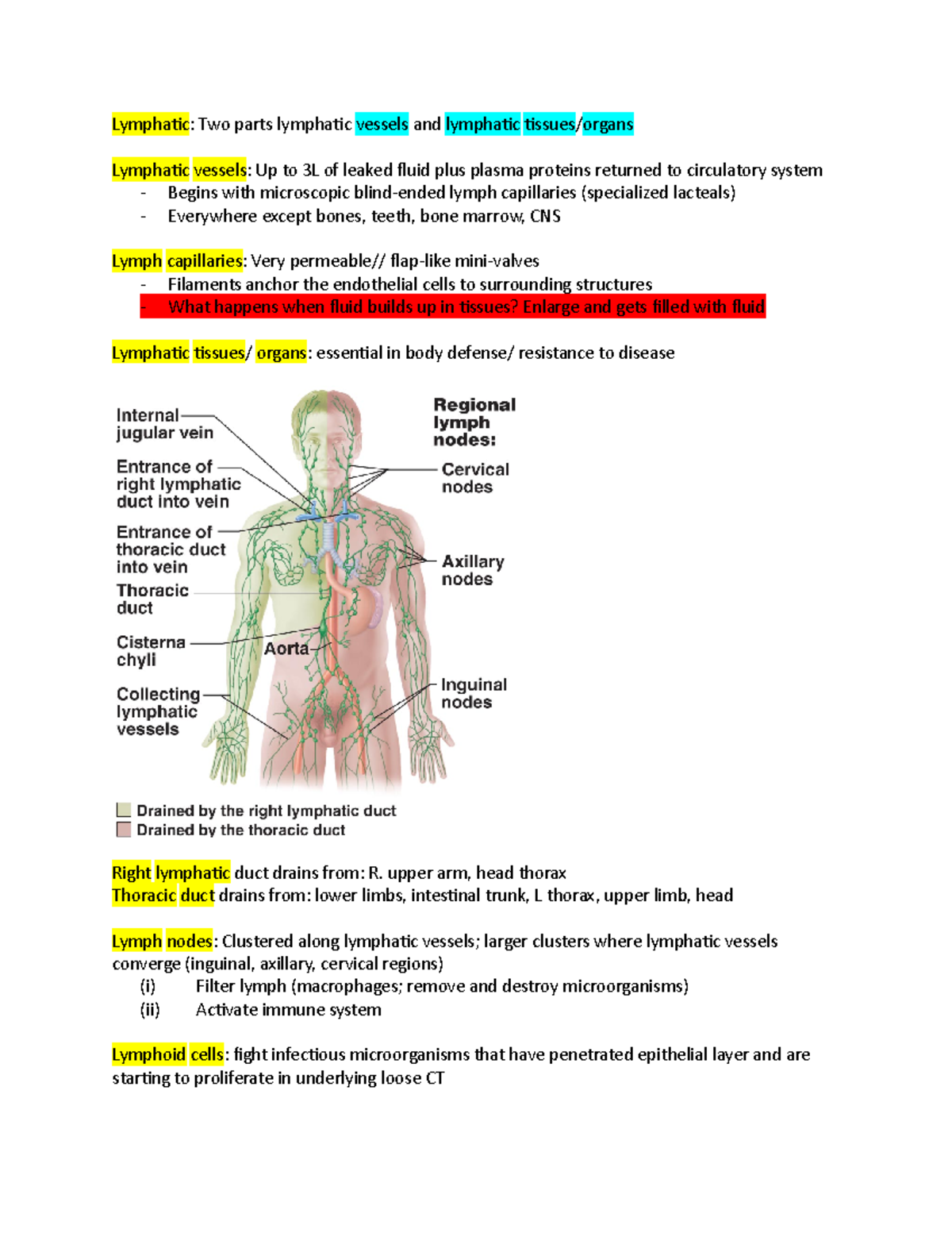 Lymphatic system - Lymphatic: Two parts lymphatic vessels and lymphatic ...