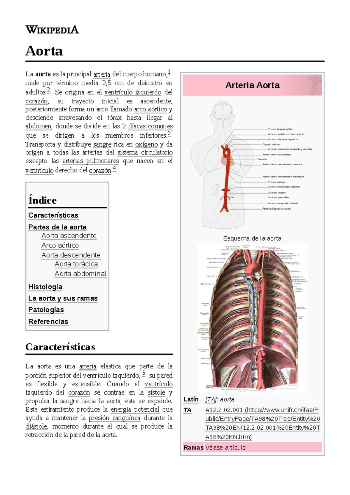 Aorta - Arteria Aorta Esquema de la aorta Latín [TA]: aorta TA A12.2.02 (unifr/ifaa/P - Studocu