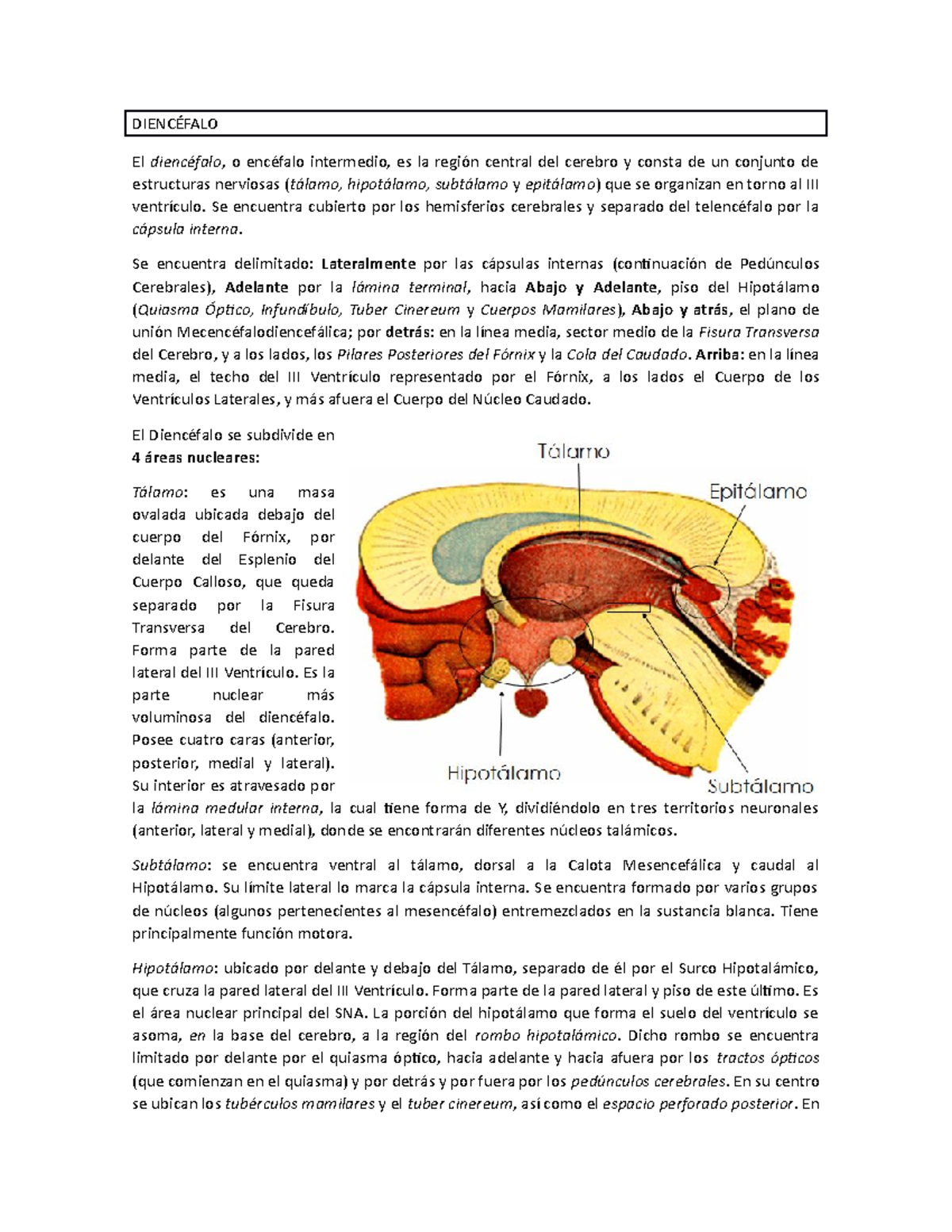 Clase 8- Diencéfalo y hemisferios cerebrales (CE) - DIENCÉFALO El ...