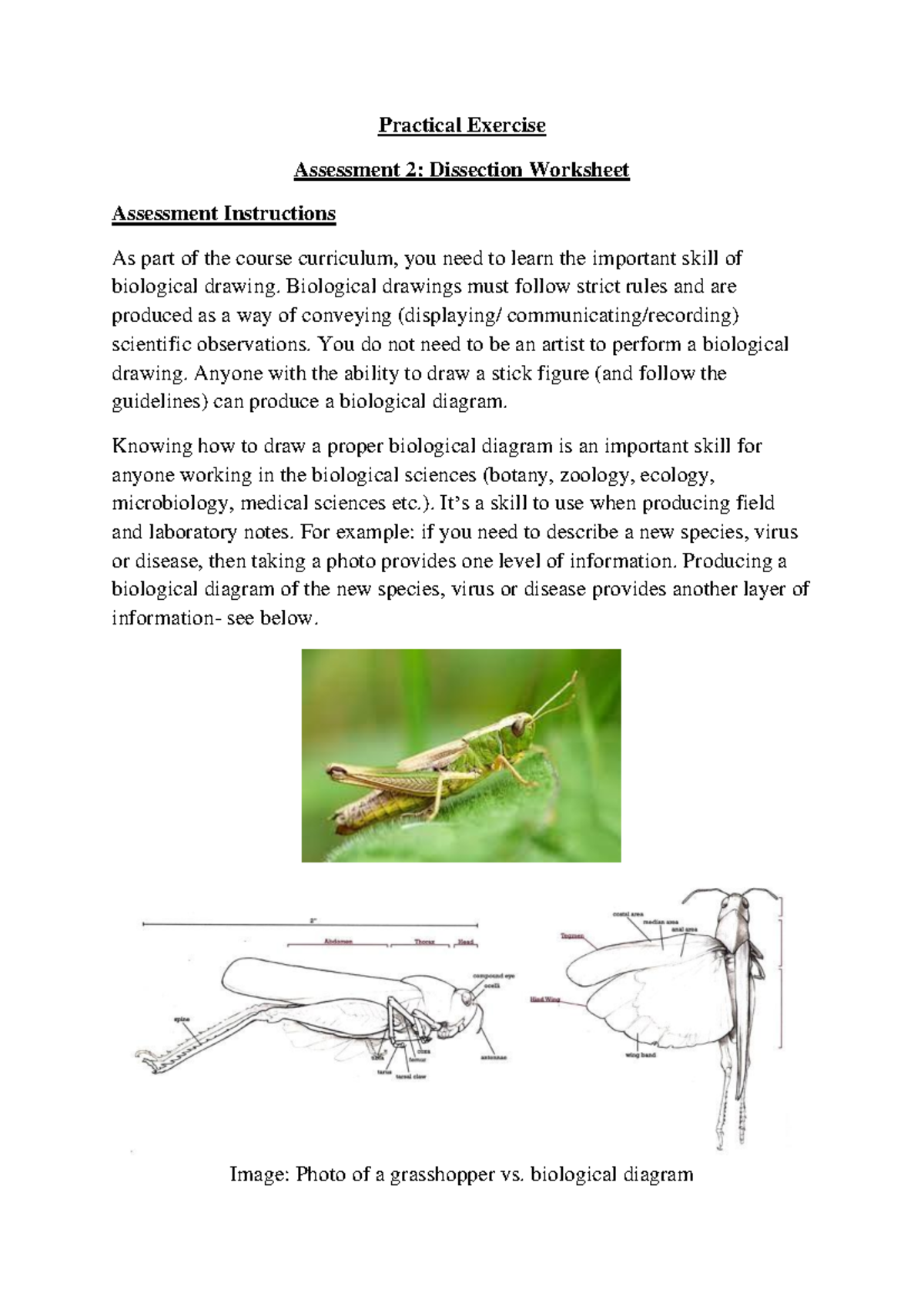 Assignment 2- Worksheet Instructions 2022 - Practical Exercise Assessment 2: Dissection ...