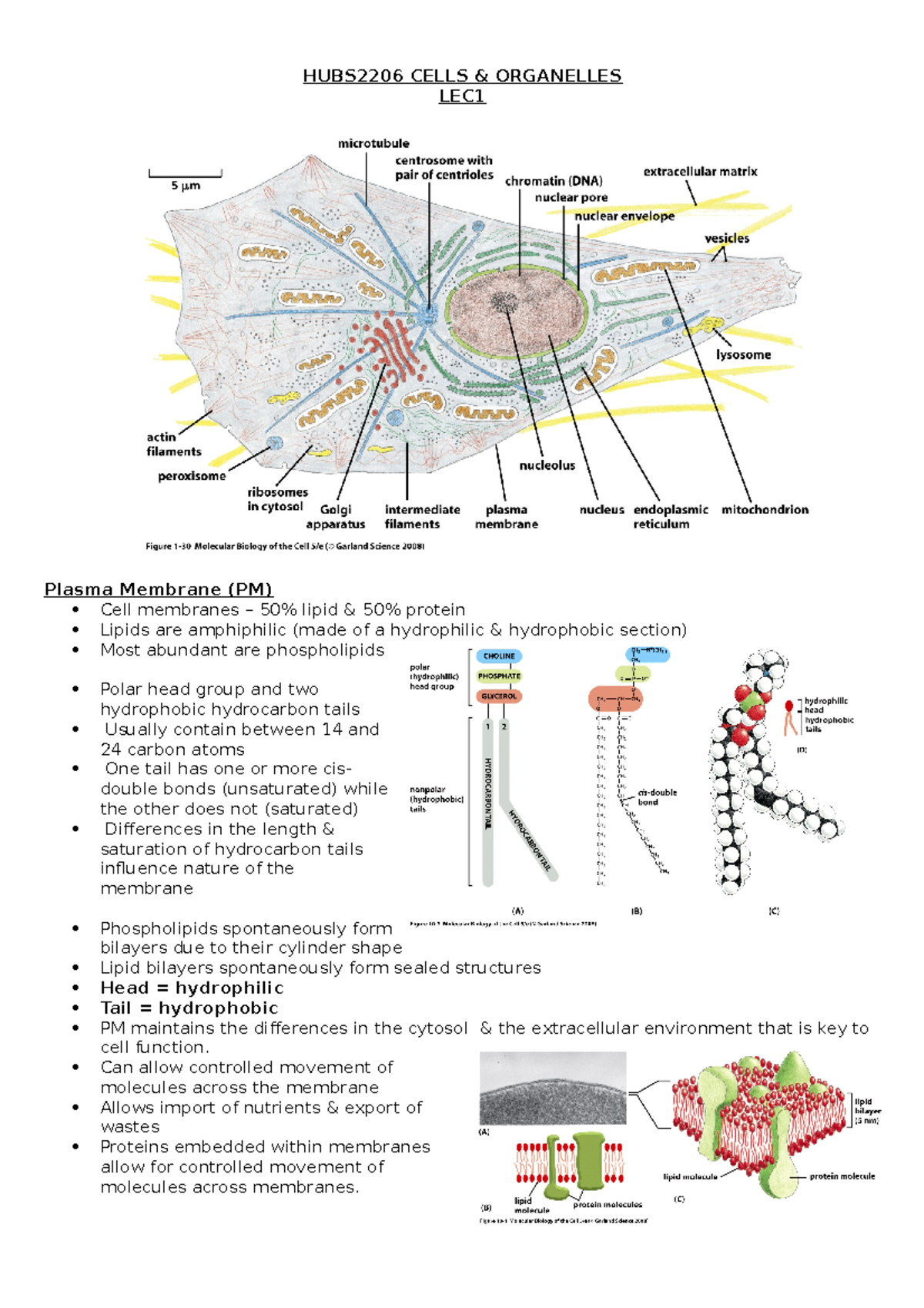 LEC1 Cells and Organelles - HUBS2206 CELLS ORGANELLES LEC1 Plasma Membrane (PM) Cell membranes ...