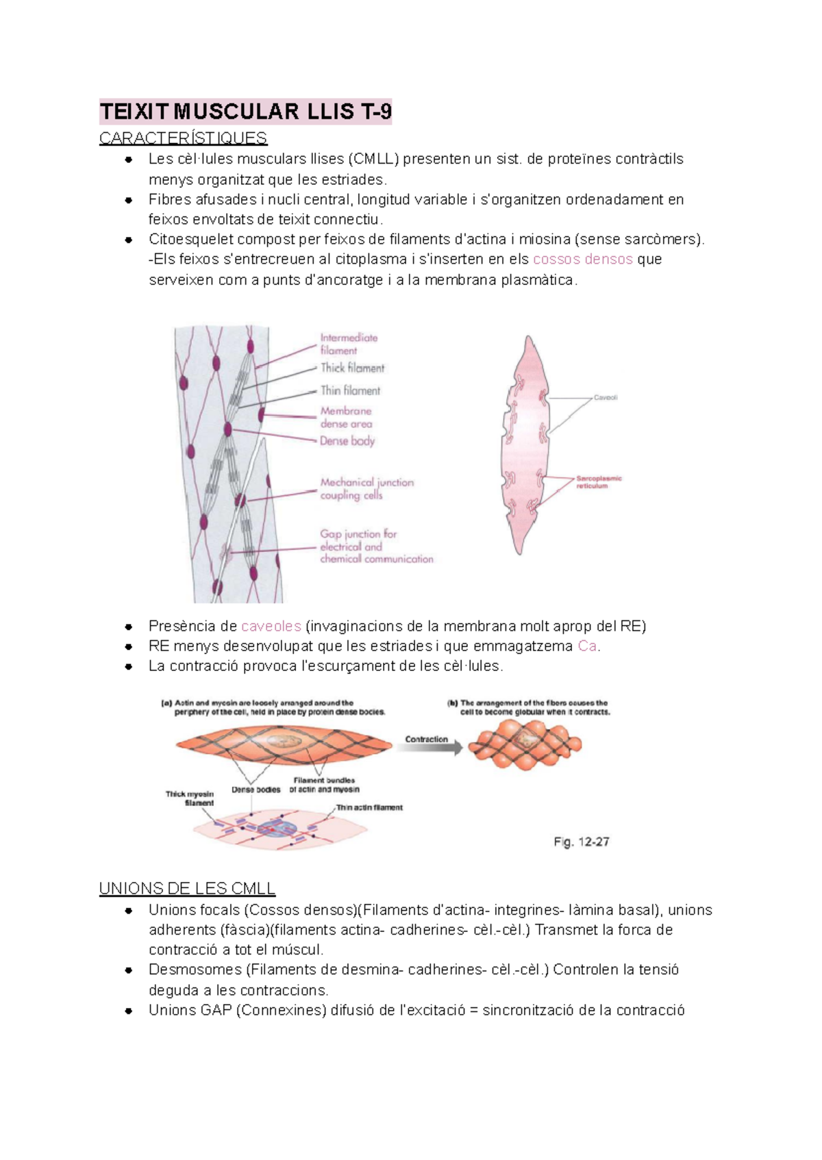 Citologia i Histologia - TEIXIT MUSCULAR LLIS T- CARACTERÍSTIQUES Les ...
