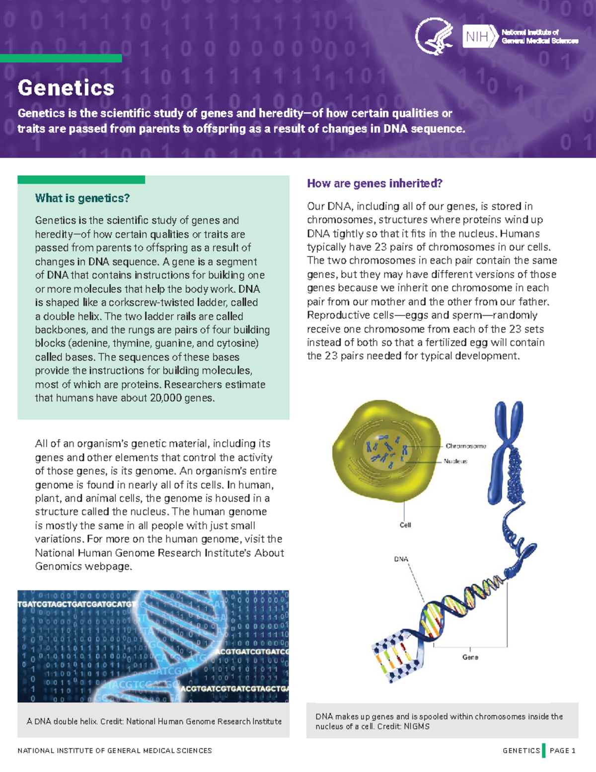 Fact-sheet-genetics - worksheet - NATIONAL INSTITUTE OF GENERAL MEDICAL ...