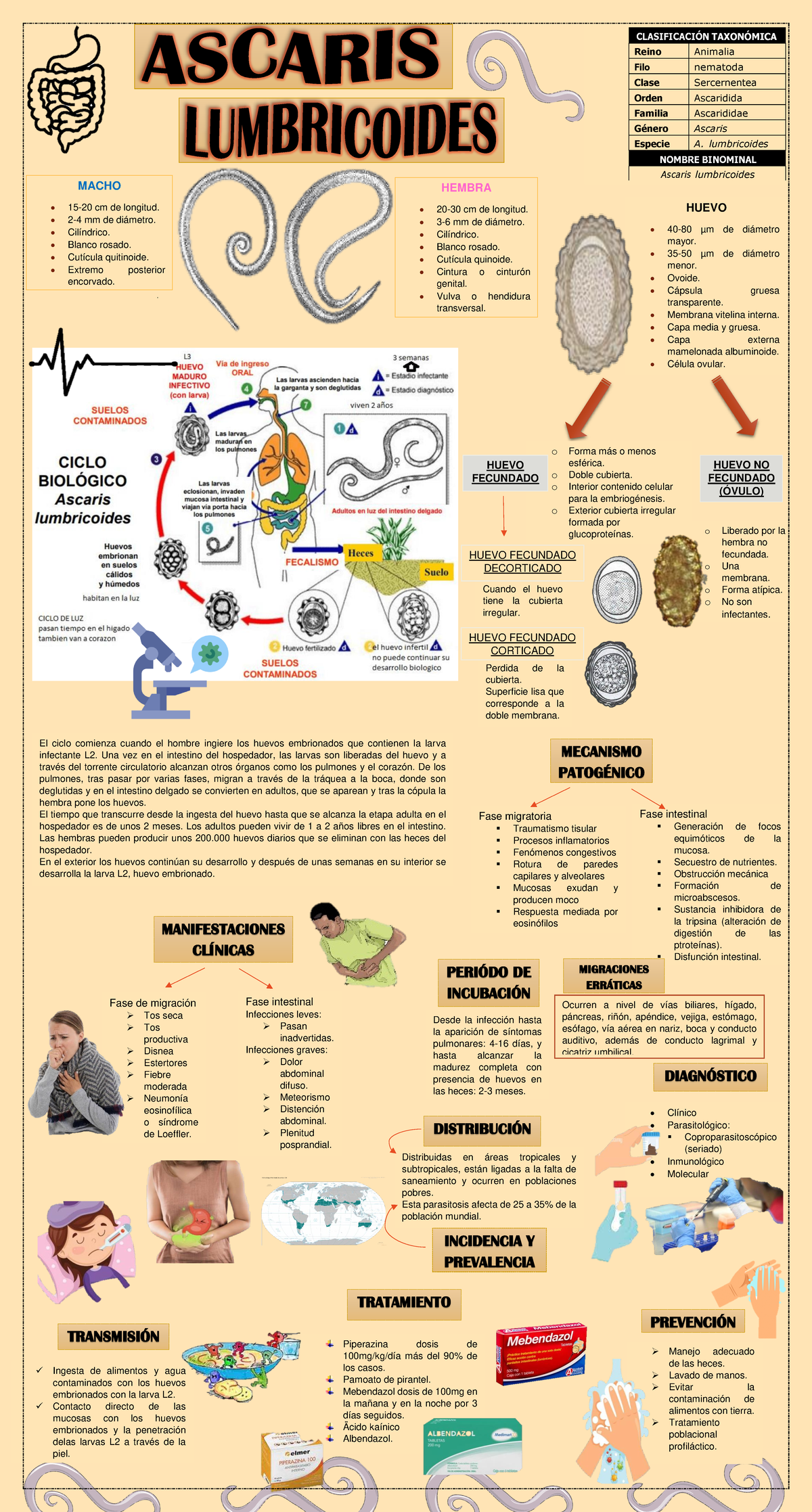 Ascaris - HEMBRA 20-30 cm de longitud. 3-6 mm de diámetro. Cilíndrico ...