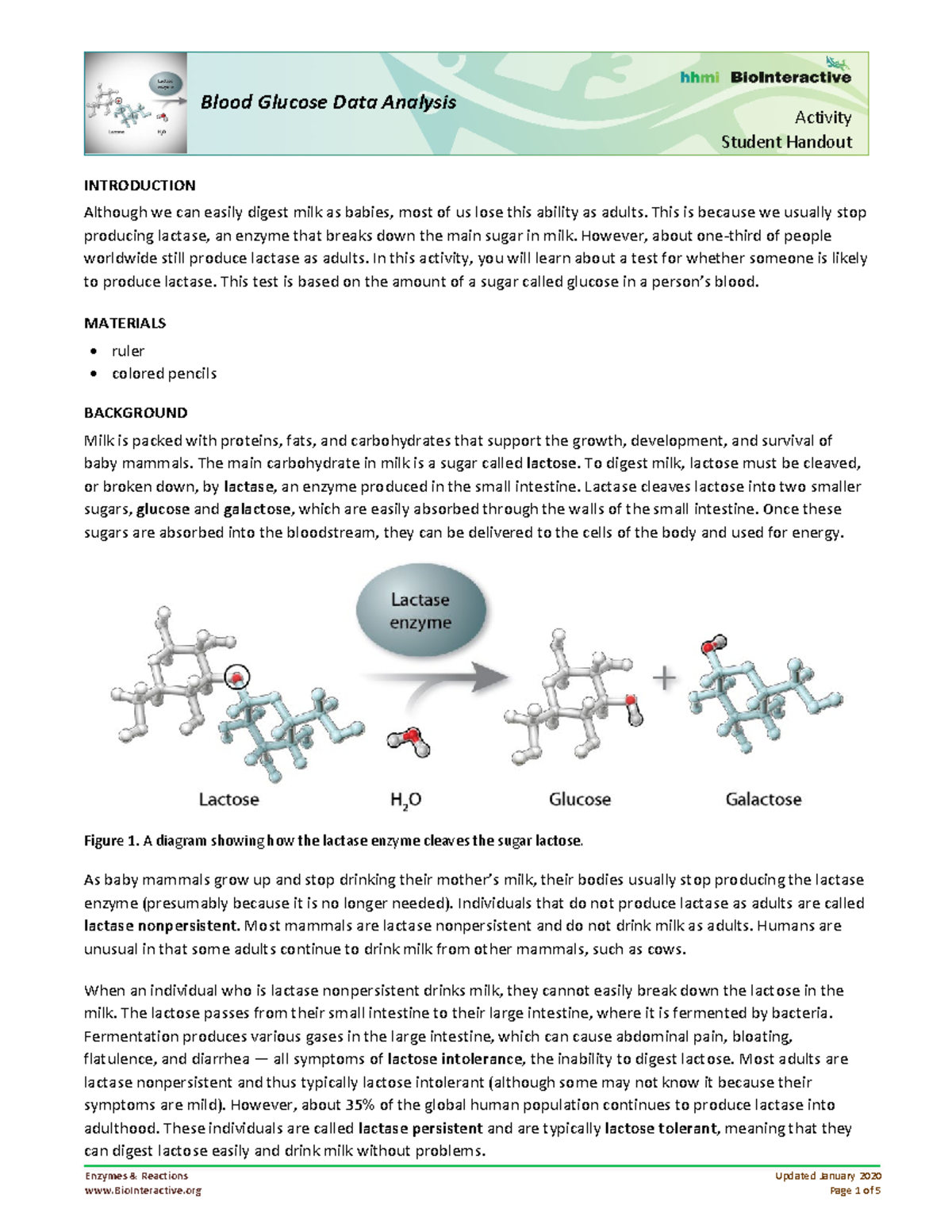 Bloodglucose assignment bio - Enzymes & Reactions Updated January 2020 ...
