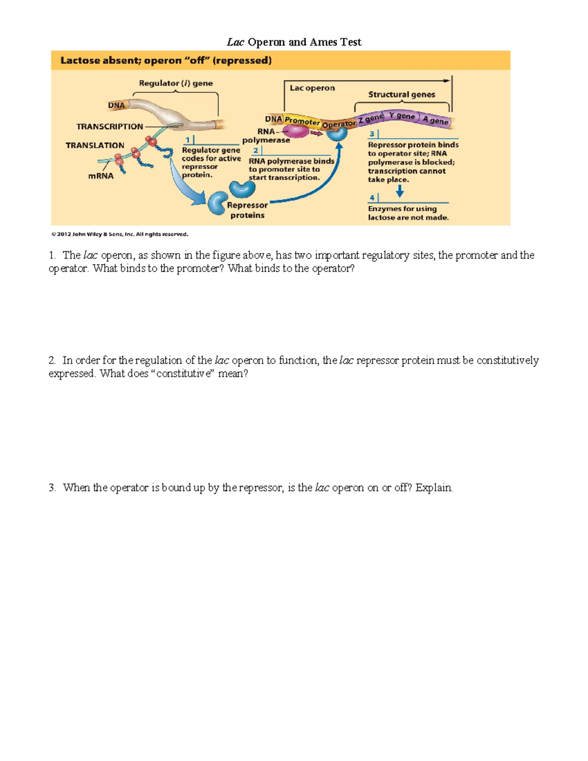 Lac operon and Ames Test - Lac Operon and Ames Test The lac operon, as ...