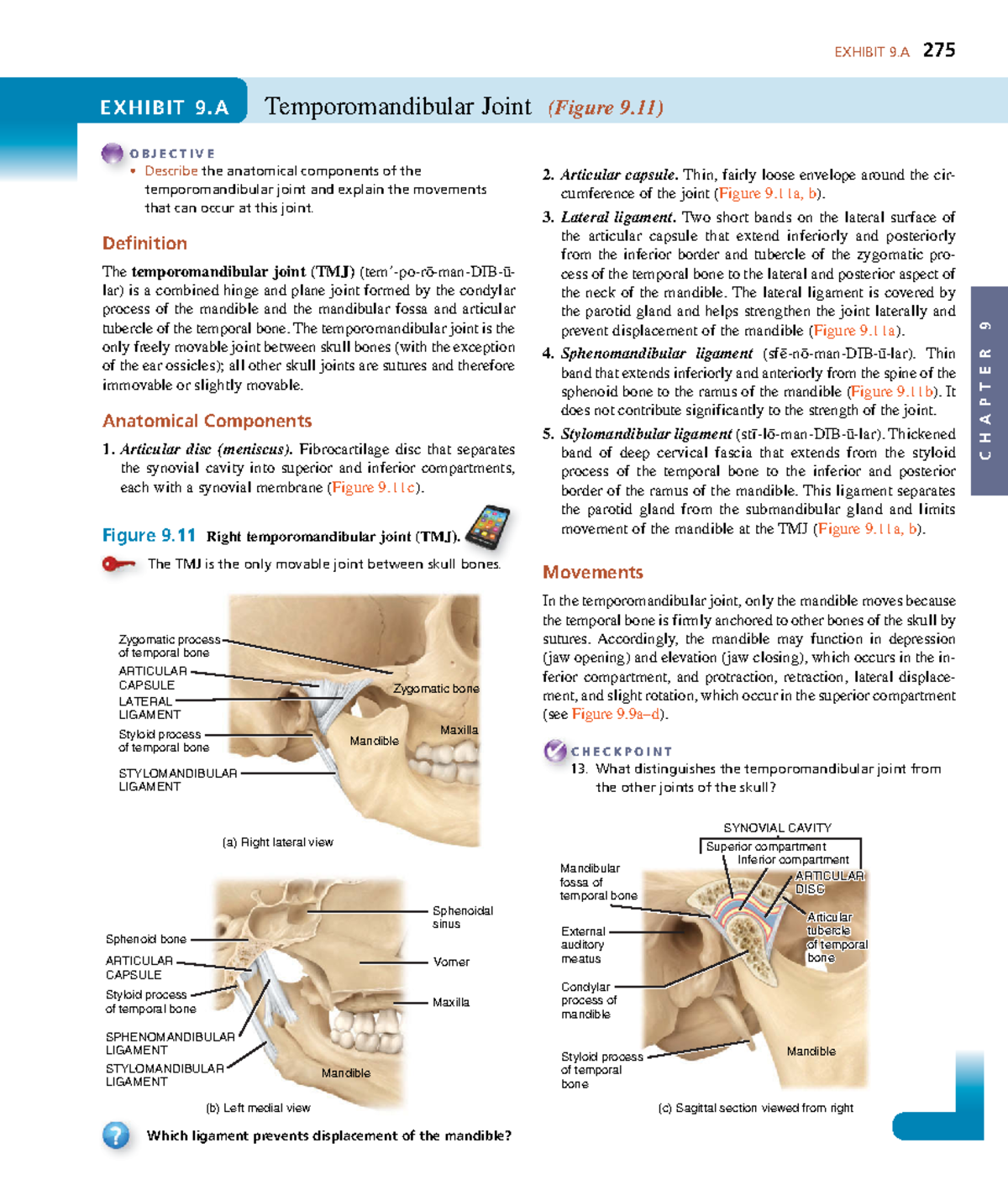 Anatomyand Physiology-103 - C H A P T E R 9 EXHIBIT 9 275 Zygomatic ...