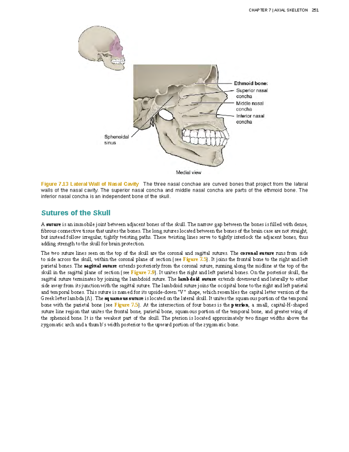 Anatomy-physiology-87 - Figure 7 Lateral Wall of Nasal Cavity The three ...