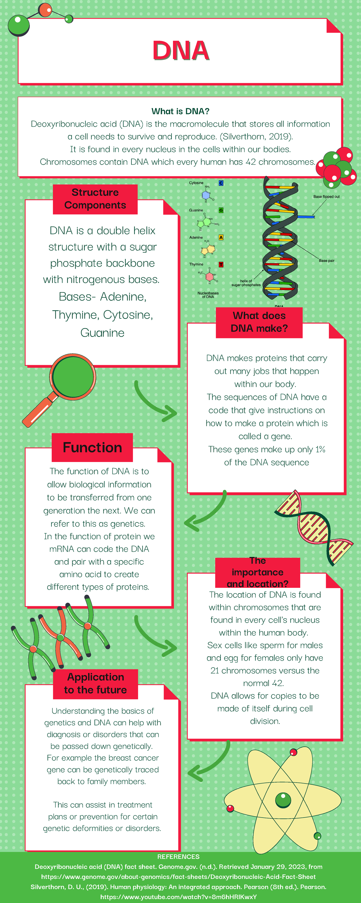 DNA - DNA Brochure - DNA makes proteins that carry out many jobs that ...