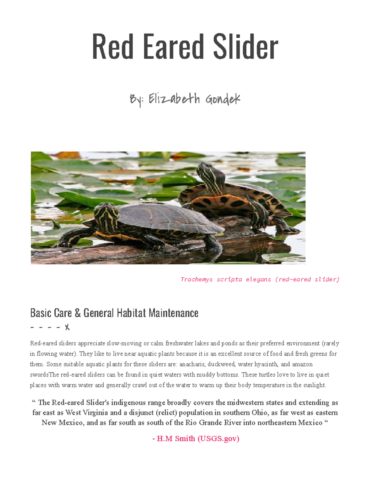 Red-Eared Slider - Red Eared Slider By: Elizabeth Gondek Trachemys ...