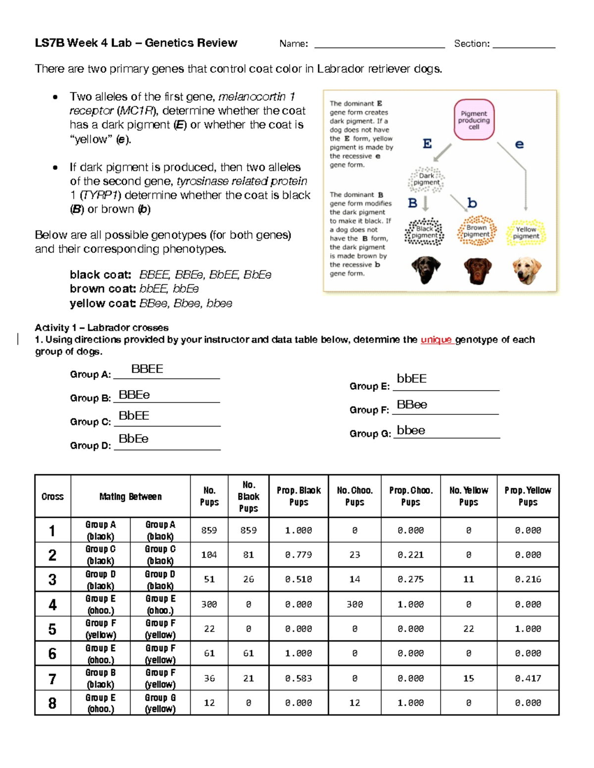 Lab 4 worksheet - Lab 4 with answers - LS7B Week 4 Lab – Genetics Review Name: - Studocu