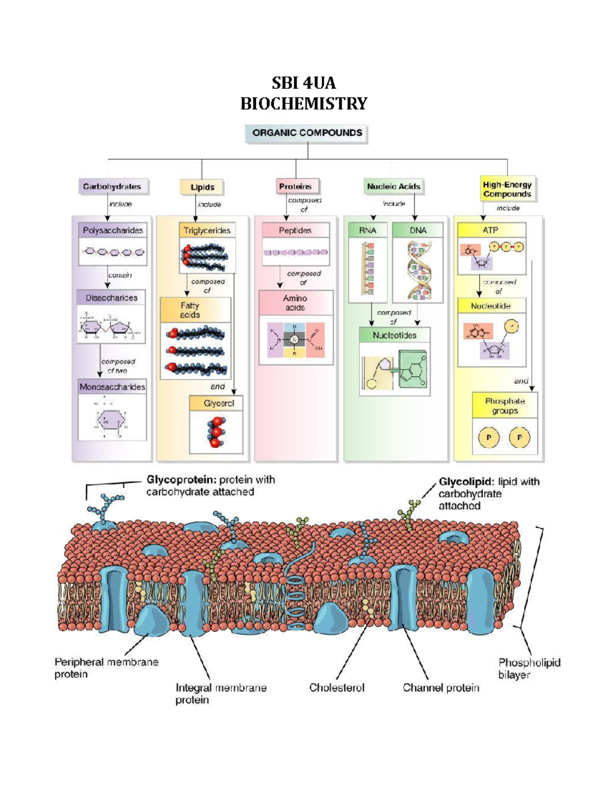 Biochemistry Outline pbl Sept 2020 - SBI 4UA BIOCHEMISTRY SBI 4UA ...
