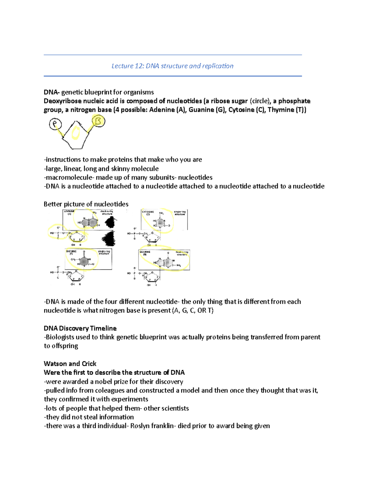 Exam 3 Section - Lecture Notes - Lecture 12: DNA structure and ...