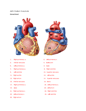 A&P Exam 1 Study Guide - Exam #1 Study Guide Chapter One: -Anatomy- the ...