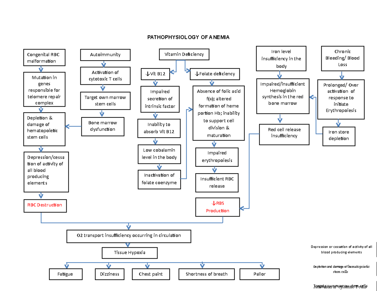 Anemia Pathophysiology - PATHOPHYSIOLOGY OF ANEMIA Congenital RBC ...
