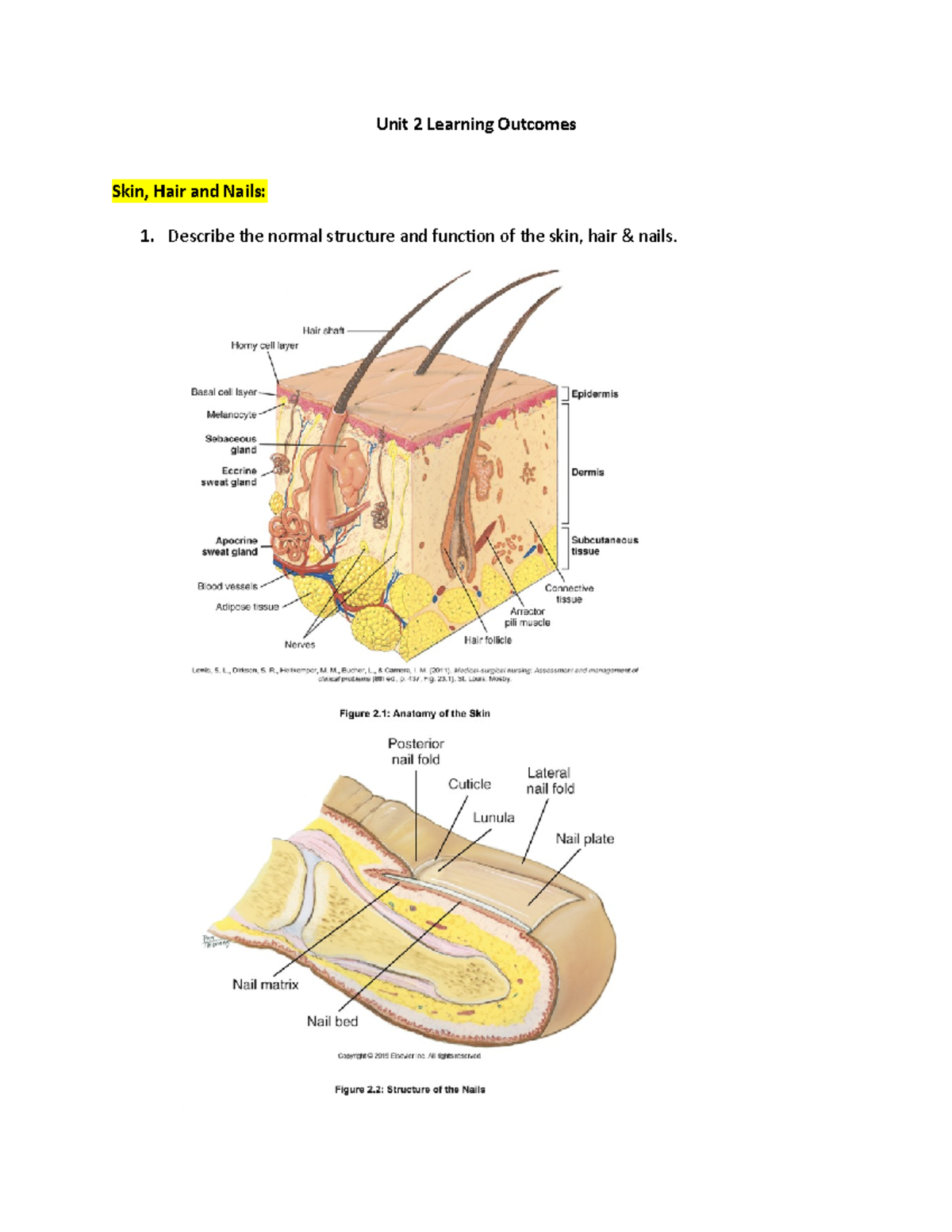 Unit 2 Learning Outcomes - Unit 2 Learning Outcomes Skin, Hair and ...