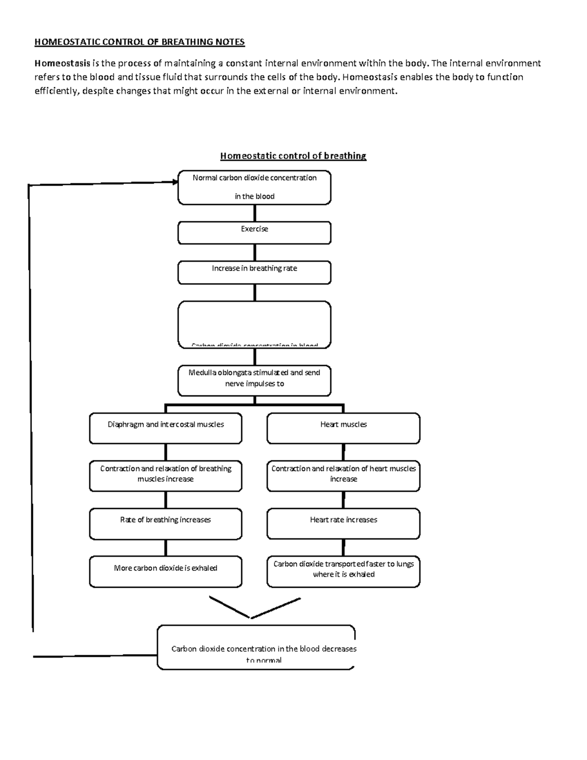Homeostatic Control OF Breathing Notes - HOMEOSTATIC CONTROL OF ...