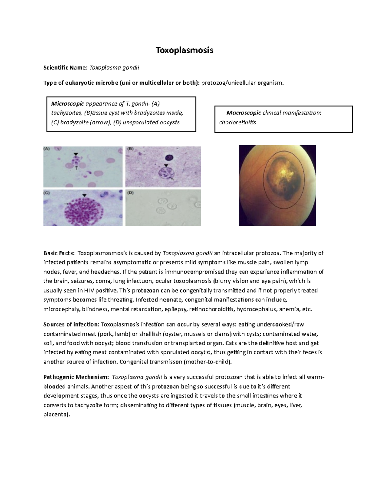Eukaryotic Microbe Toxoplasmosis - Toxoplasmosis Scientific Name ...