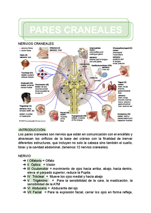Resumen traquea cervical - TRÁQUEA CERVICAL Trachea (del gr. trachys ...