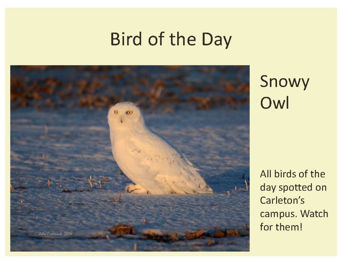 Week 13 - notes - Bird of the Day Snowy Owl All birds of the day ...