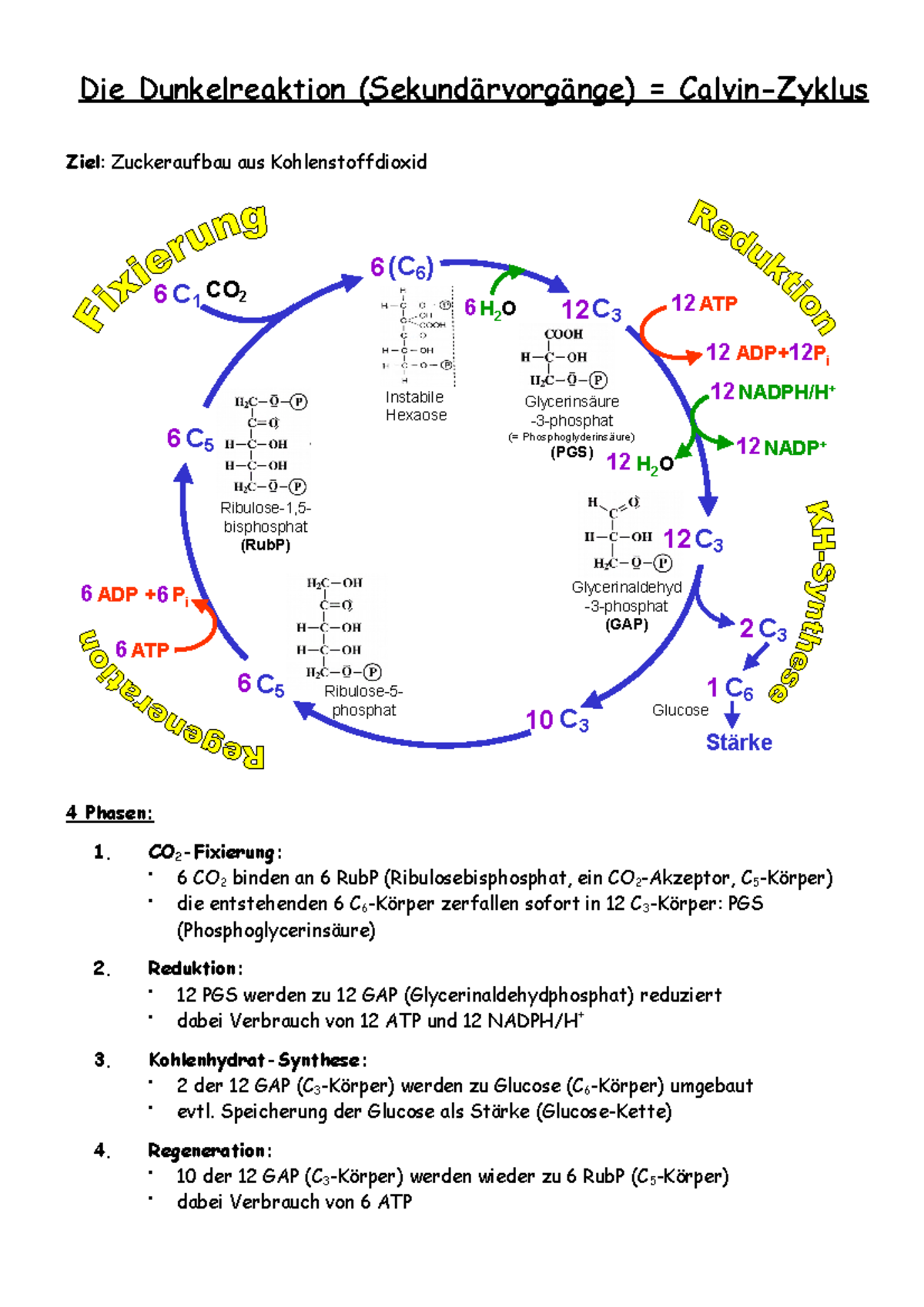 IB Calvin-Zyklus - Bestimmung von einheimischen Pflanzen Systematik ...