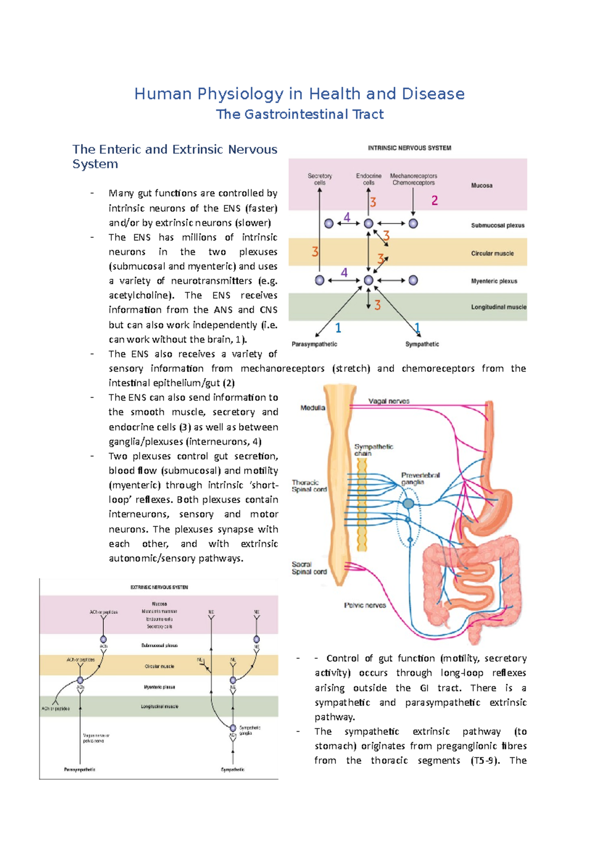 Lecture 1 Notes (The Enteric and Extrinsic Nervous System and Digestion ...