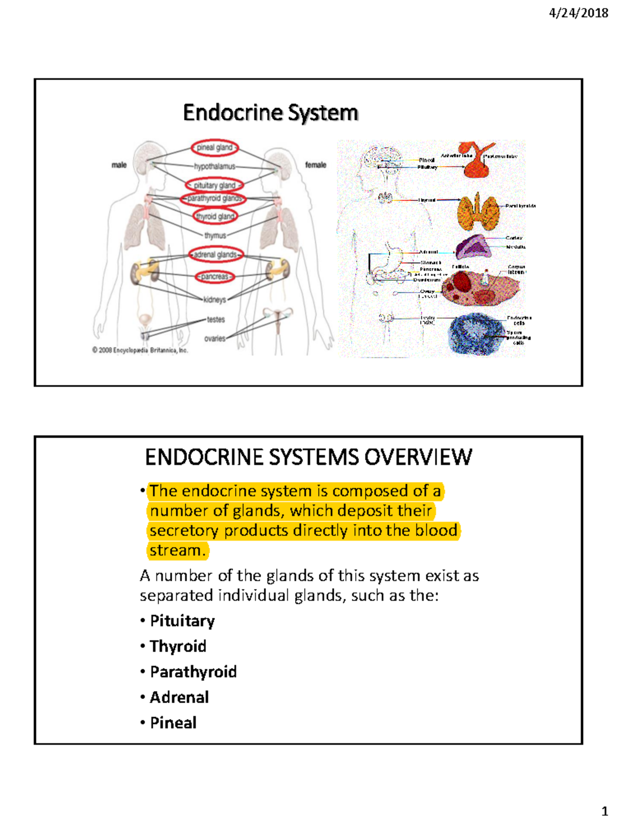 13. Endocrine System - Lecture note - Endocrine System A number of the ...