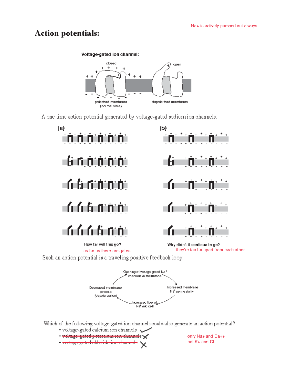 09 action potential - Lecture notes 9 - Action potentials: A one time ...
