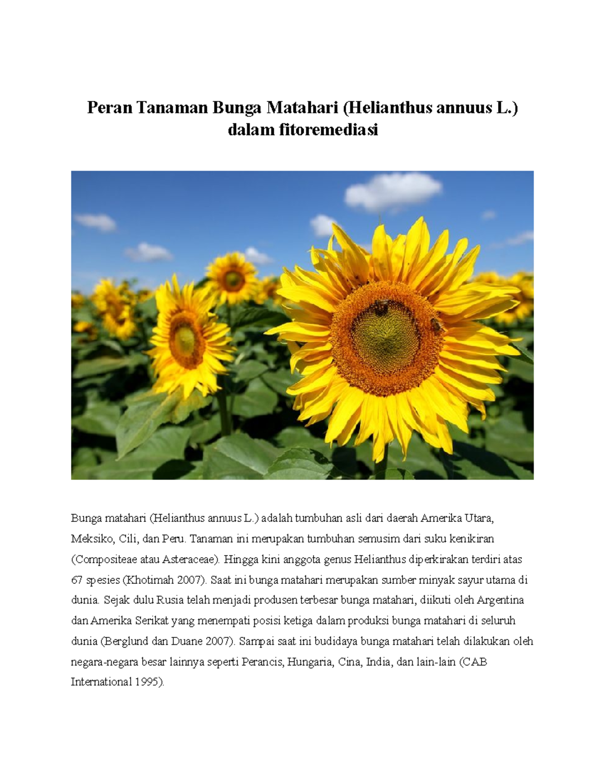 Bunga fitoremediasi - Peran Tanaman Bunga Matahari (Helianthus annuus L ...