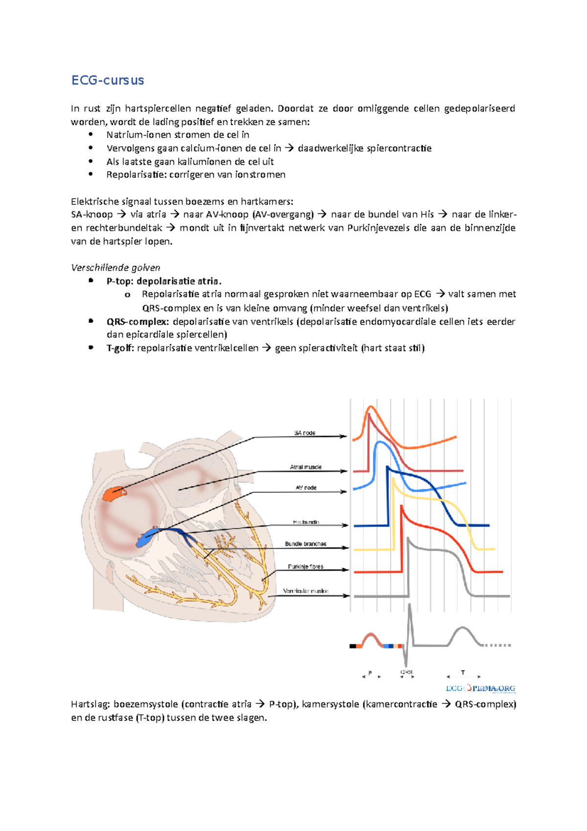 ECG uitleg en informatie - ECG-cursus In rust zijn hartspiercellen ...