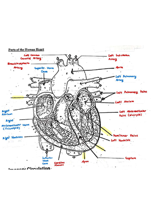 Biology Form 2 Notes for High School - FORM TWO BIOLOGY By the end of ...