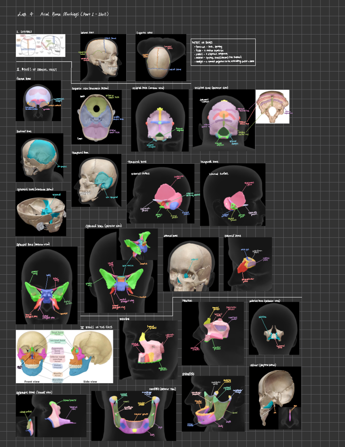 Axial Bone Markings - LAB4 Axial Bone Markings (Part 1 - Skull ...